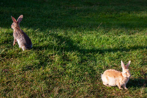 What Does Rabbit Honking Mean? (Running, Circling, and Grunting)