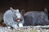 Why Do Rabbits Scream? — Rabbit Care Tips