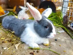 Why Does My Rabbit Shake and Tremble? — Rabbit Care Tips