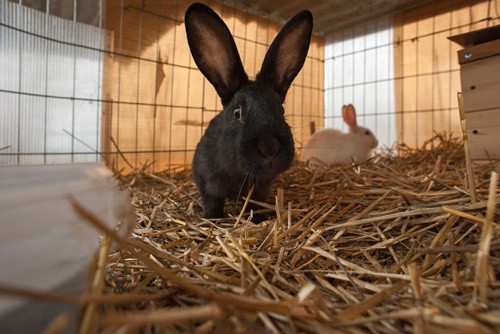 House Rabbit vs. Outdoor Rabbit: Which is the Better Choice?