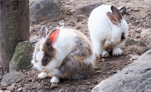 How to Treat Rabbit Fleas — Rabbit Care Tips