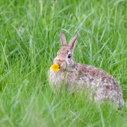 Do Possums Eat Rabbits? — Rabbit Care Tips