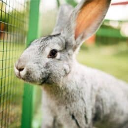 Why Is My Rabbit Running in Circles? — Rabbit Care Tips