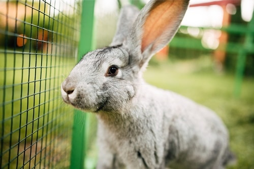 What Does Rabbit Honking Mean? (Running, Circling, and Grunting)