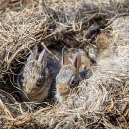 When Do Rabbits Come in Heat? — Rabbit Care Tips
