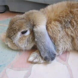 10 Signs That Your Rabbit is Dying — Rabbit Care Tips
