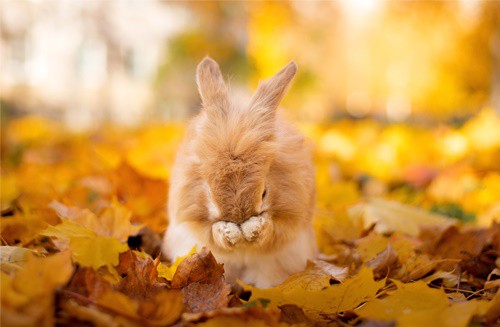 5 Causes Excessive Drooling in Rabbits — Rabbit Care Tips