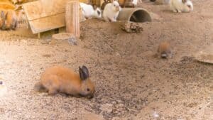 Rabbit Heart Attack Signs, Symptoms, Causes, and Treatment