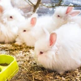 10 Best Small Pets for Cuddling and Hugging — Rabbit Care Tips