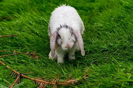 Can You Let Your Rabbit Out in the Rain? — Rabbit Care Tips