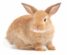 Why Don't Rabbits Have Paw Pads? — Rabbit Care Tips