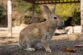 How Have Rabbits Evolved Over Time? — Rabbit Care Tips