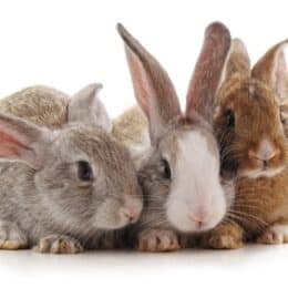 Why Is My Rabbit Making Noise When Breathing? — Rabbit Care Tips