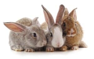 How Do Rabbits Breathe? — Rabbit Care Tips