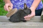 How To Get Mats Out of Rabbit Fur — Rabbit Care Tips