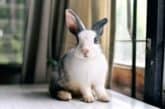 How Do Rabbits Breathe? — Rabbit Care Tips