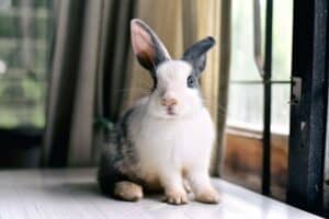 How Do Rabbits Breathe? — Rabbit Care Tips