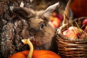 Can Rabbits Eat Pumpkin? (Seeds, Leaves, Puree + Stems)