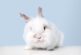 Jersey Wooly Rabbits As Pets: A Complete Guide to Care