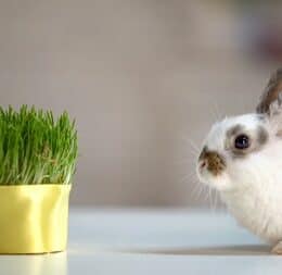 How Often Do Rabbits Pee and Poop? — Rabbit Care Tips
