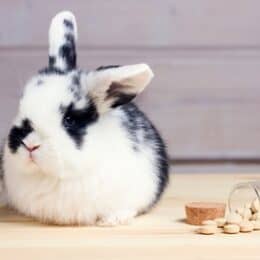 Do Rabbits Cry When in Pain, Sad, Hungry, or They Die?