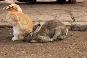 How Have Rabbits Evolved Over Time? — Rabbit Care Tips