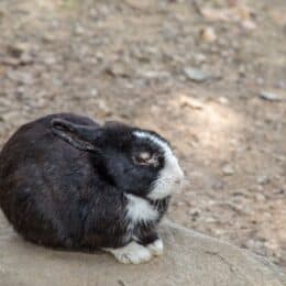 Why Is My Rabbit Losing Weight? — Rabbit Care Tips