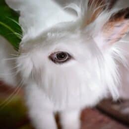 What Do Rabbits Ear Positions Mean? — Rabbit Care Tips