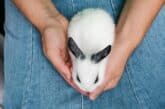 Do Rabbits Need Mineral And Salt Licks? — Rabbit Care Tips