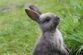Why Do Rabbits Binky? (Binkying Explained) — Rabbit Care Tips