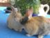 What Is Mounting Behavior in Rabbits? — Rabbit Care Tips