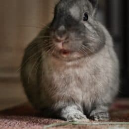 Why Do Rabbits Binky? (Binkying Explained) — Rabbit Care Tips