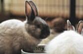 What Is Mounting Behavior in Rabbits? — Rabbit Care Tips
