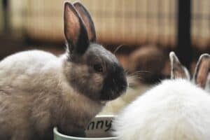 What Is Mounting Behavior in Rabbits? — Rabbit Care Tips