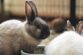 What Is Mounting Behavior in Rabbits? — Rabbit Care Tips