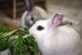 What Do Rabbits Ear Positions Mean? — Rabbit Care Tips