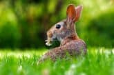 Can Rabbits See Behind Themselves Without Turning Their Heads?