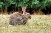 How Well Can Rabbits Hear? Rabbit Hearing Frequency Range