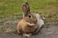 How Well Can Rabbits Hear? Rabbit Hearing Frequency Range