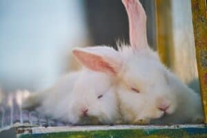 How To Increase Milk Production in Rabbits — Rabbit Care Tips