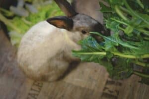 Why Does My Rabbit Always Seem Hungry? — Rabbit Care Tips
