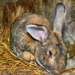 How Often Do Rabbits Pee and Poop? — Rabbit Care Tips