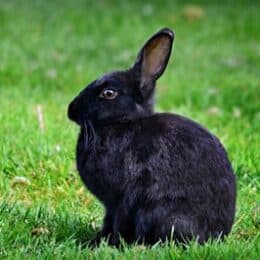12 Noises Rabbits Make (and What They Mean) — Rabbit Care Tips