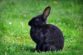 What Do Rabbits Ear Positions Mean? — Rabbit Care Tips