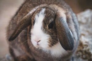 17 Signs of Old Age in Rabbits (And How You Can Help)!