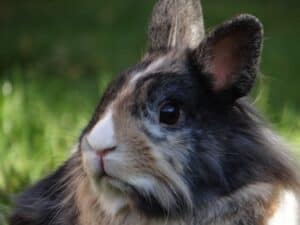How Do Rabbits Show Fear? — Rabbit Care Tips