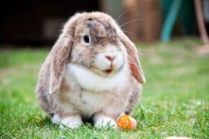 What Do Rabbits Ear Positions Mean? — Rabbit Care Tips