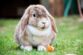 What Do Rabbits Ear Positions Mean? — Rabbit Care Tips