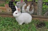 Normal And "Abnormal" Rabbit Poop Types — Rabbit Care Tips