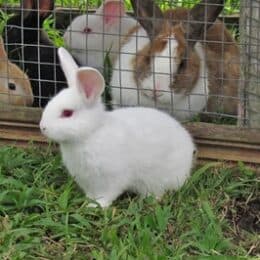 What Does Normal Rabbit Pee Look Like? — Rabbit Care Tips